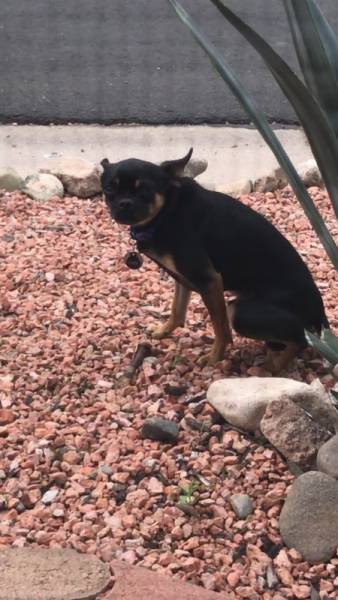 Stolen Dog Phoenix, Arizona, AZ, United States - S37747